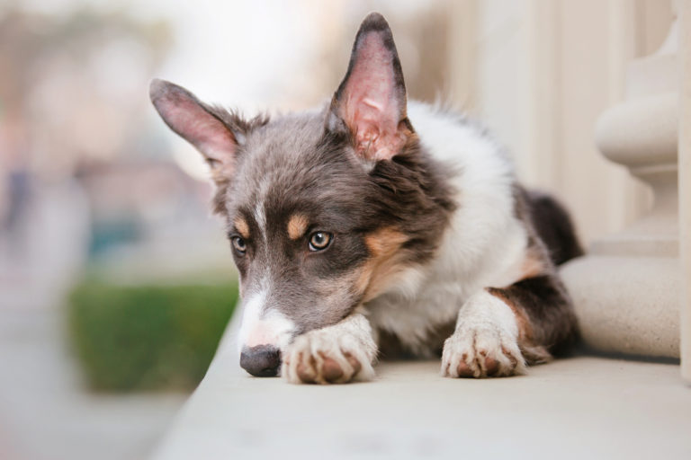 Ces 5 races de chiens qui ont un véritable caractère de cochon